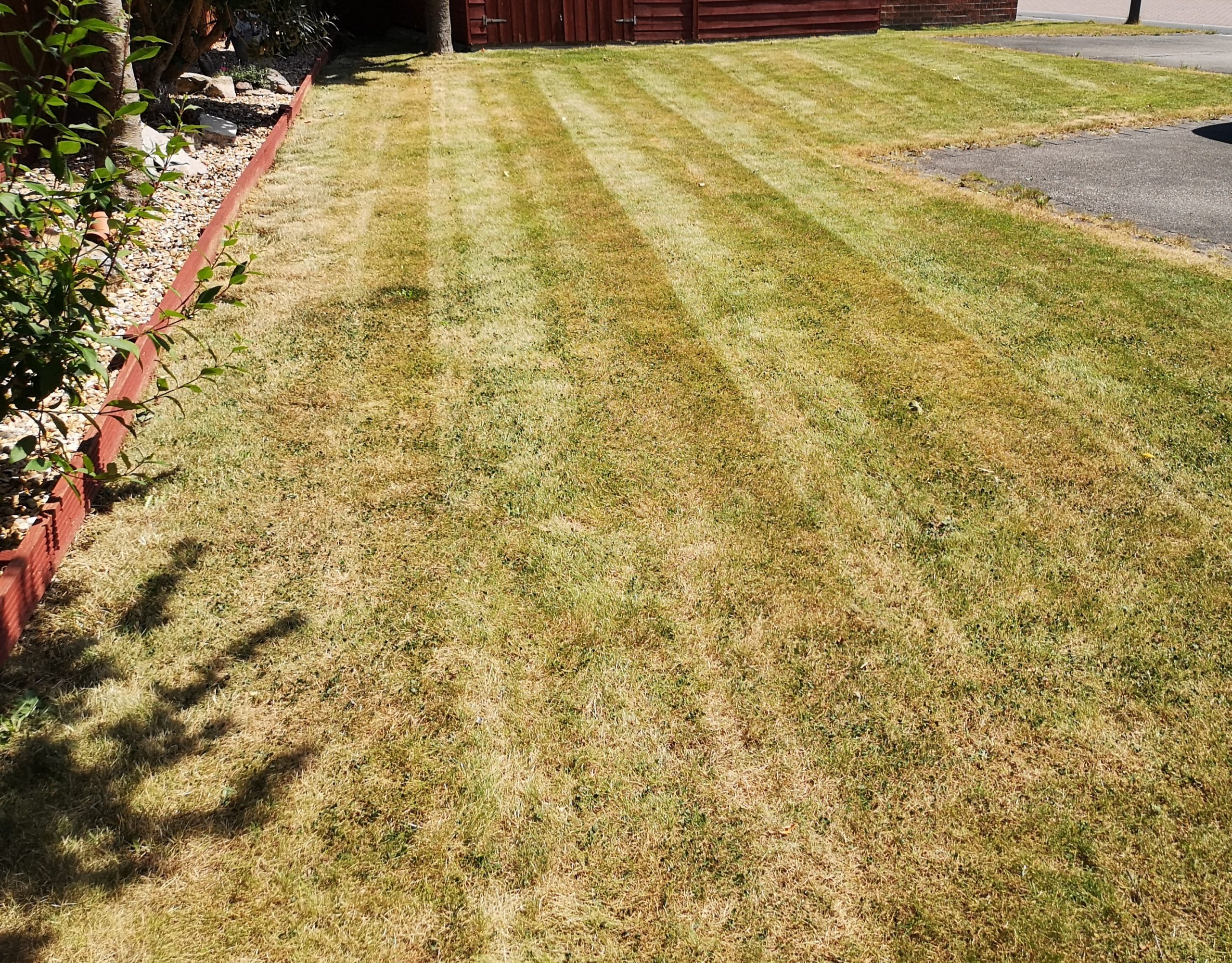 Lawns and drought August 2022